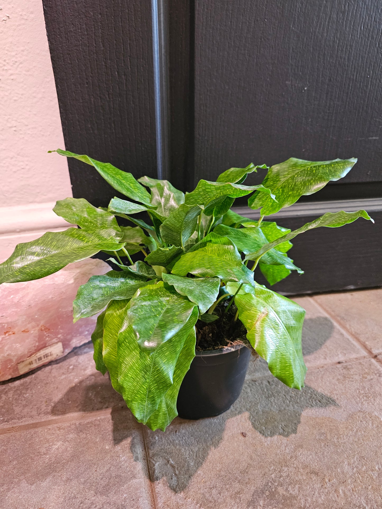 Calathea Network – Chlorophyll Calathea Network – Chlorophyll