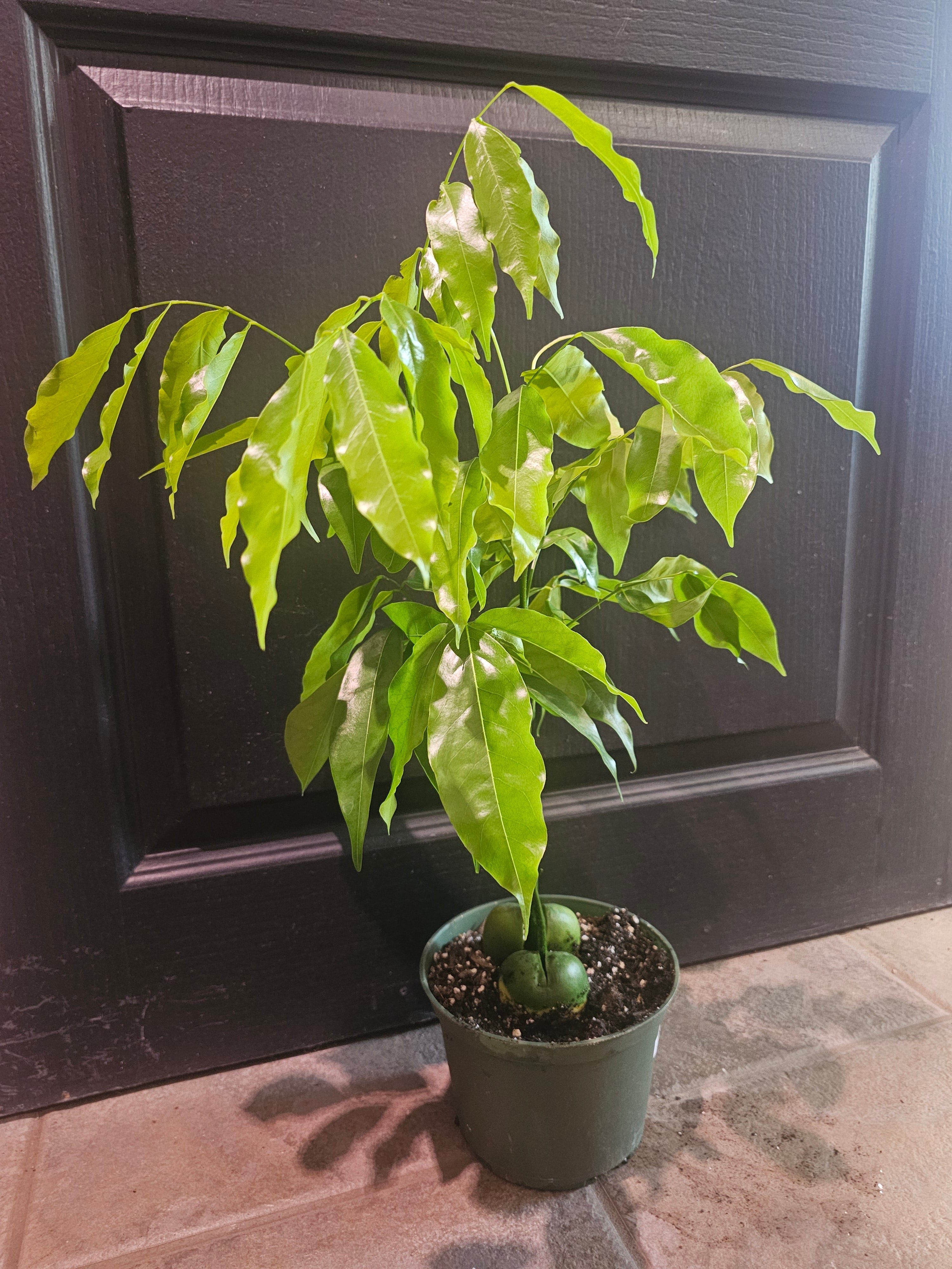 Erythrina Lysistemon 'Lucky Bean Tree' – Chlorophyll