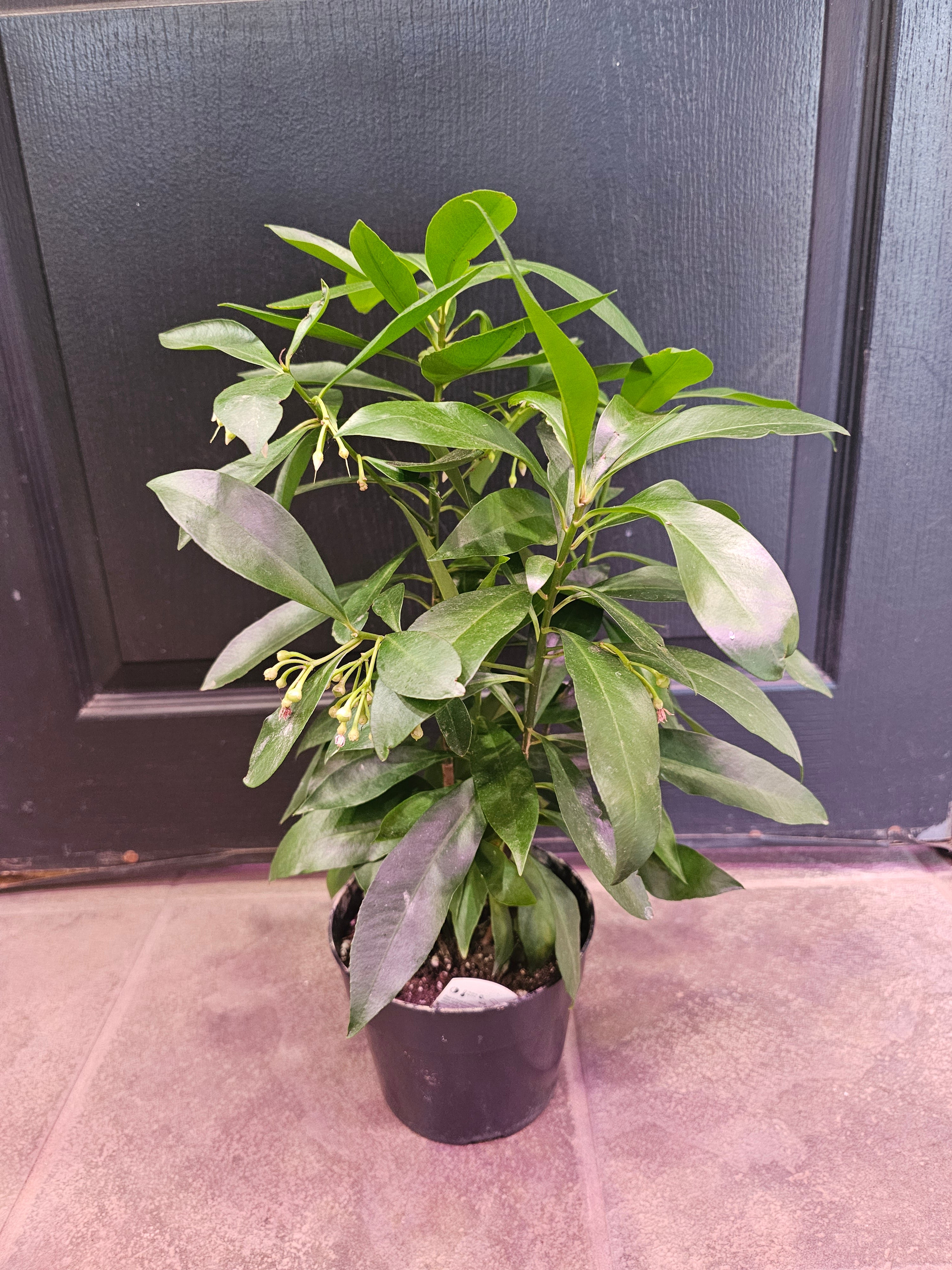 Ardisia Humilis – Chlorophyll